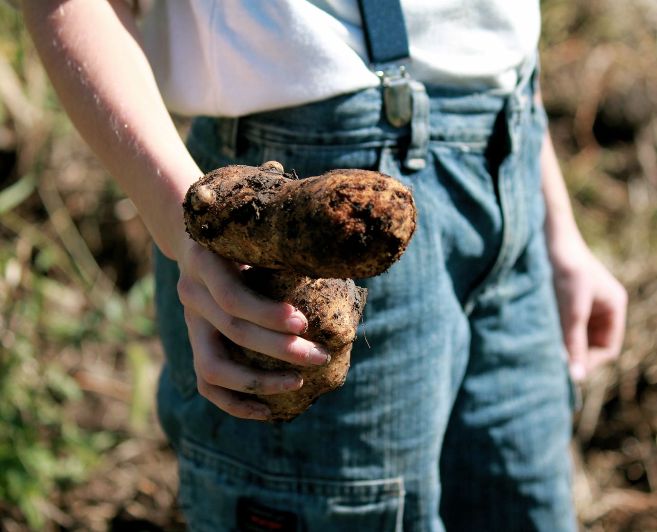 How to Store your Potato Crop so it Will Last the Longest ...