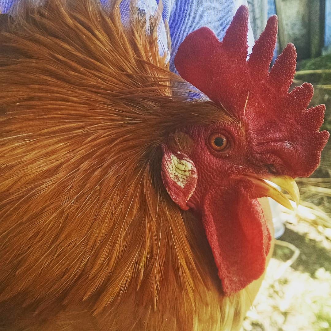 How to Ground the Chooks (and when you may need to) *video ...