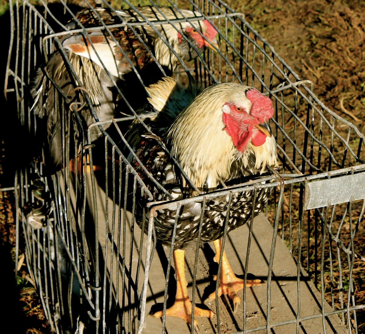 Superfluous Rooster with Dumplings - vomitingchicken.com