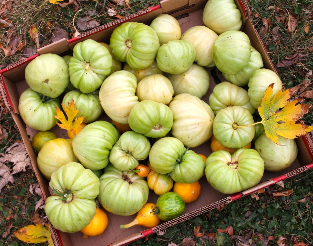 Fried Green Tomatoes: a healthy, cleaned-up recipe! - vomitingchicken.com